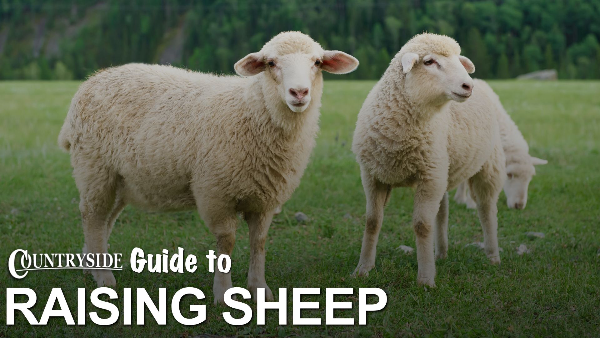Free Guide: Raising Sheep - Countryside